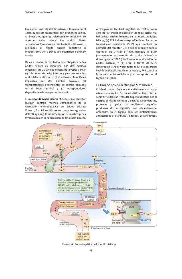 Función hepatobiliar | PDF