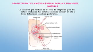 Función motora de la medula espinal fisiología | PDF