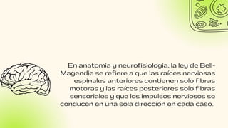Función motora de la medula espinal fisiología | PDF