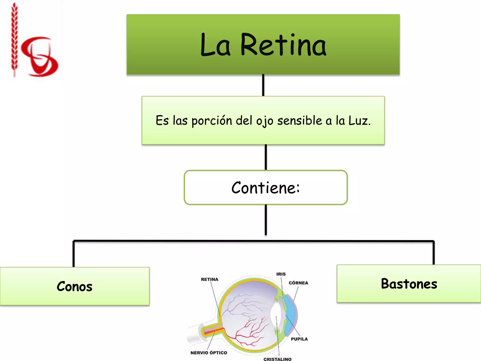 Función receptora y nerviosa de la retina | PPT