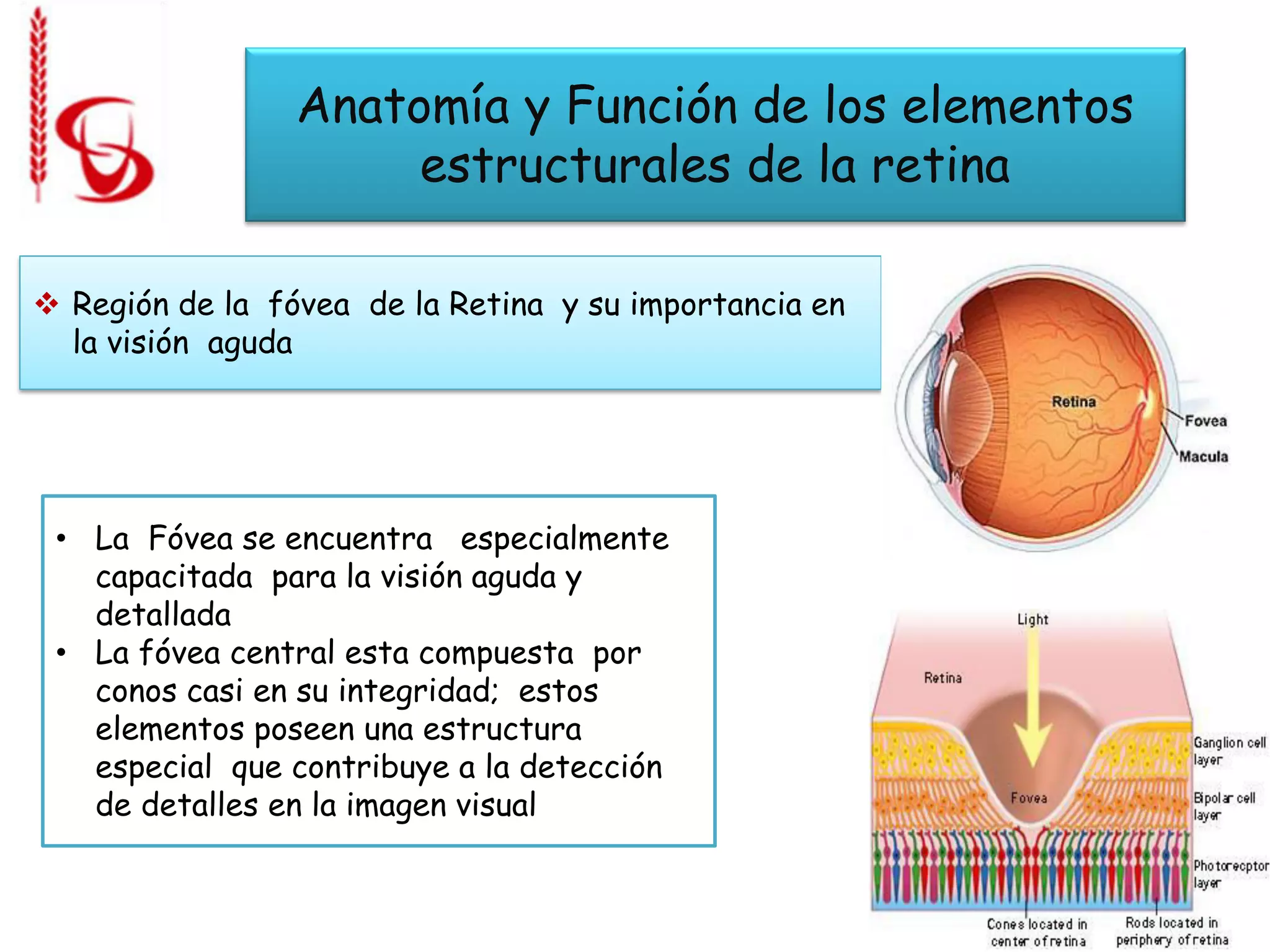 Función receptora y nerviosa de la retina | PPT
