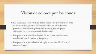 Función receptora y nerviosa de la retina | PPTX
