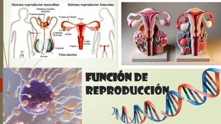 función del aparato masculino y femenino | PPTX