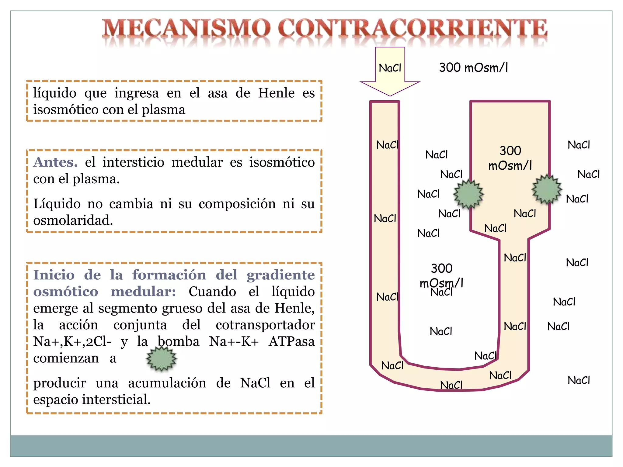 Función tubular y mecanismo contracorriente | PPTX