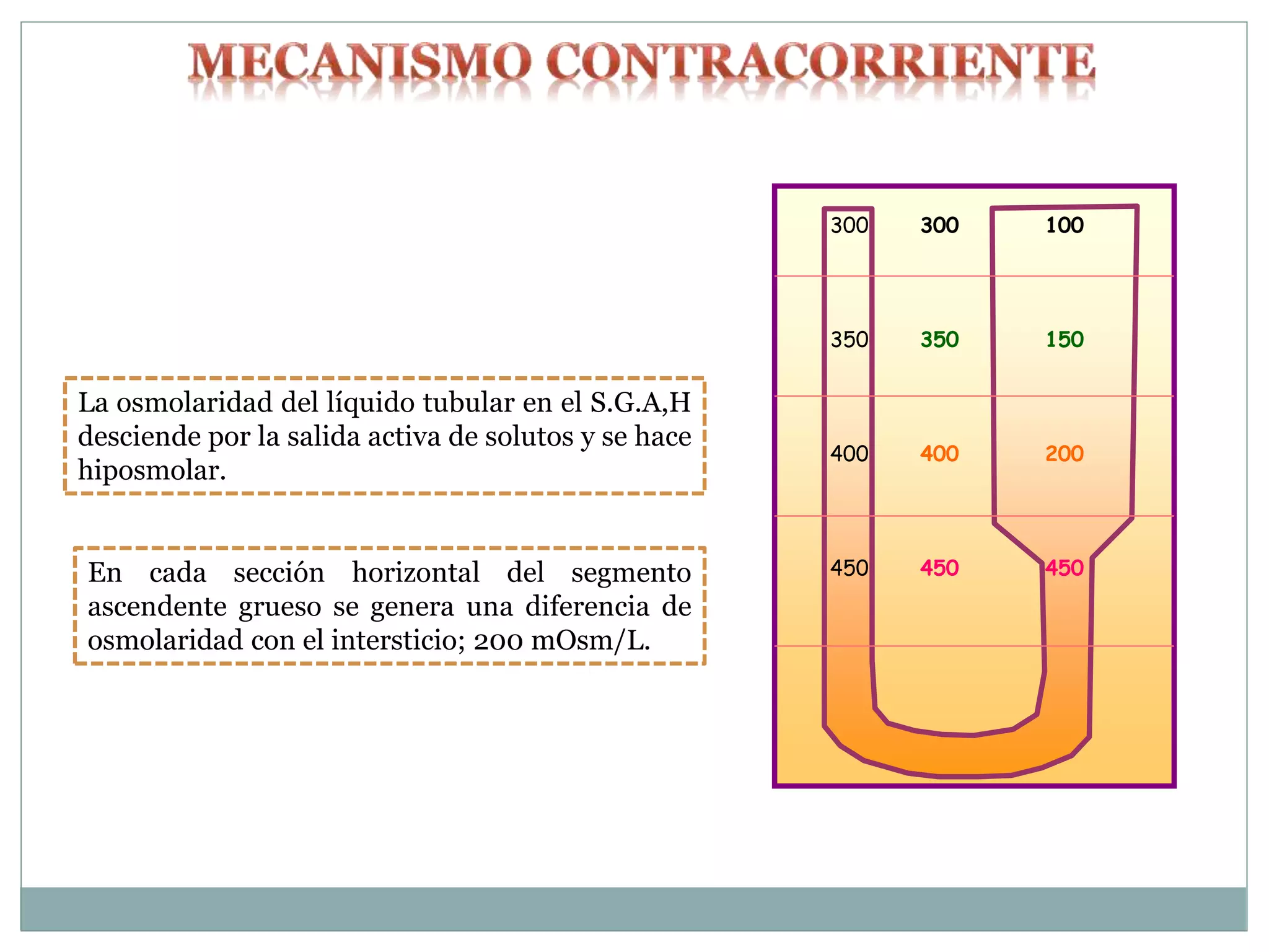 Función tubular y mecanismo contracorriente | PPTX
