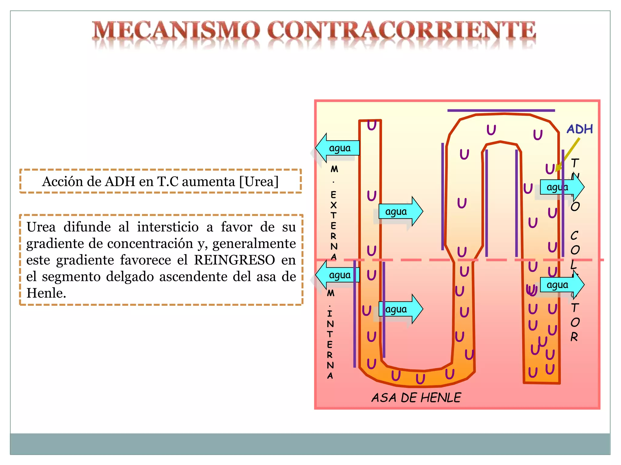Función tubular y mecanismo contracorriente | PPTX