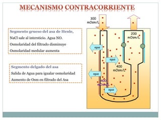 Función tubular y mecanismo contracorriente | PPTX
