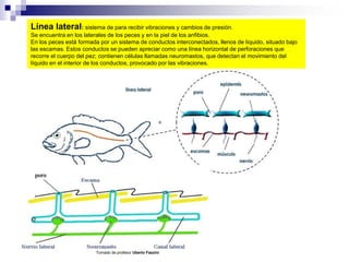 Funcion coordinacion-animales | PPTX