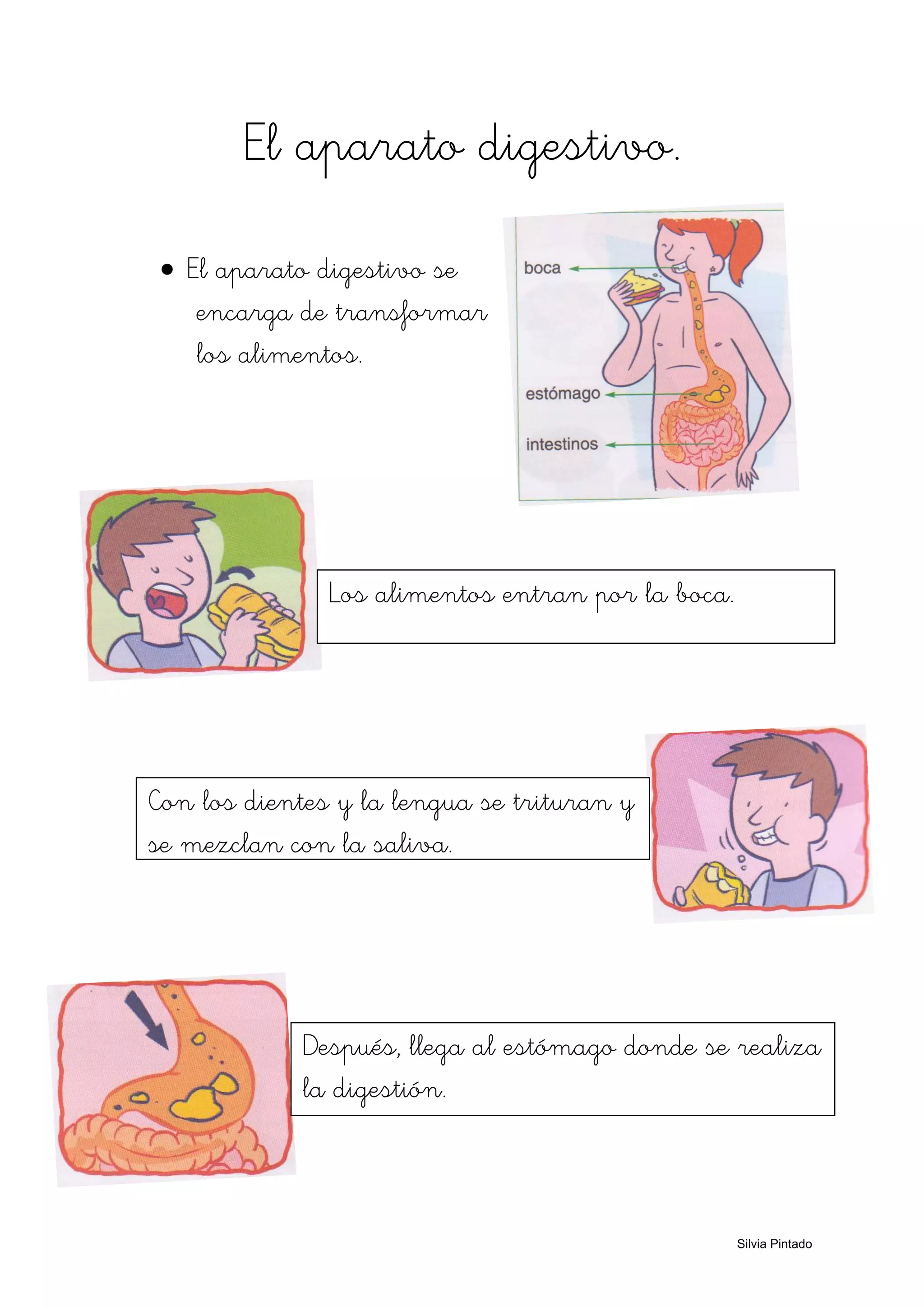 Funcion De Nutricion | PDF
