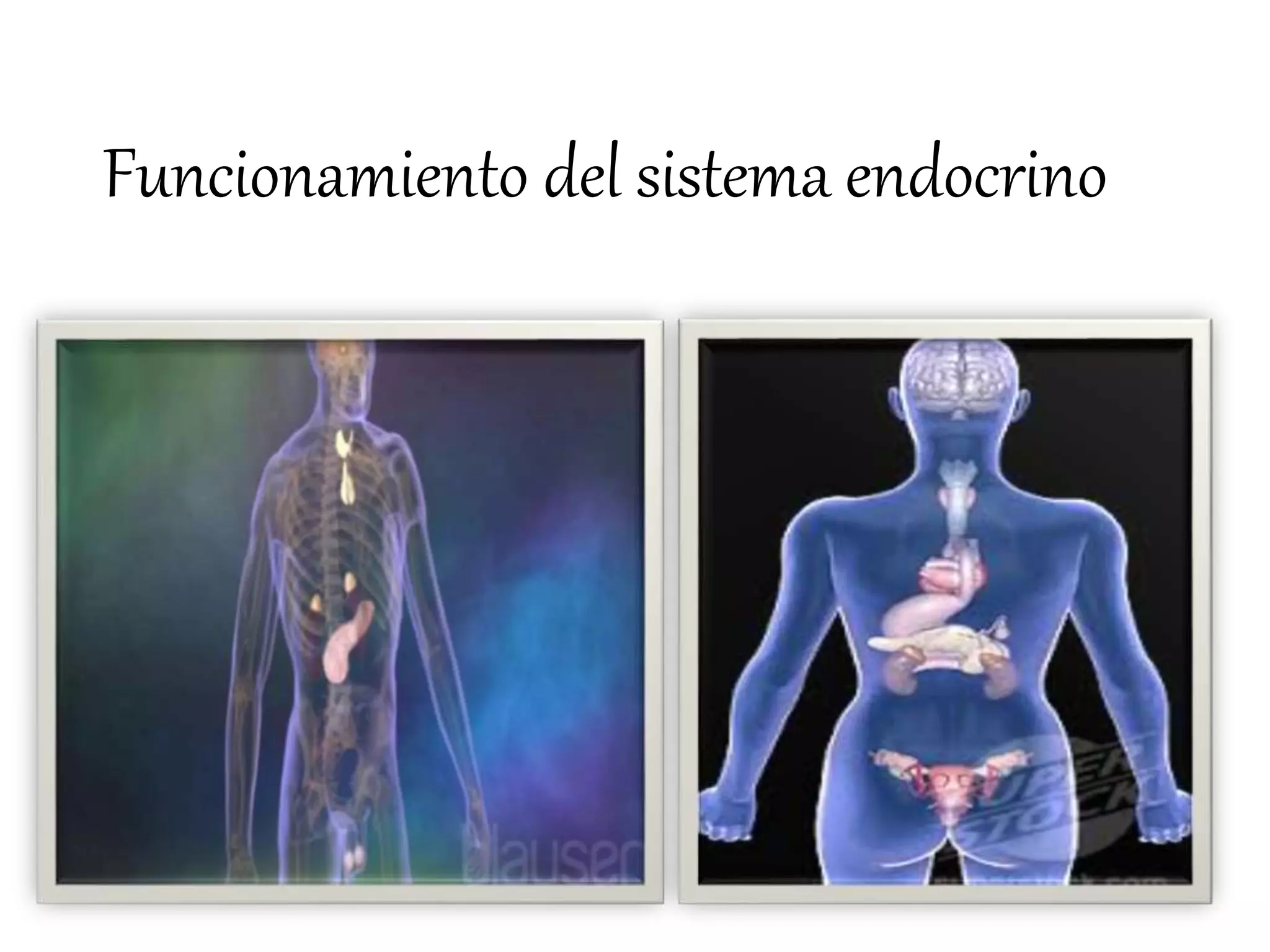 Funcionamiento del sistema endocrino | PPTX