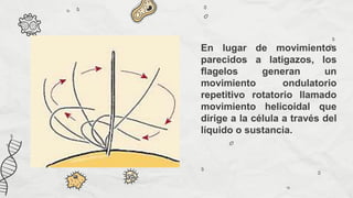 FUNCIONAMIENTO Y MOVIMIENTO CELULAR.pptx