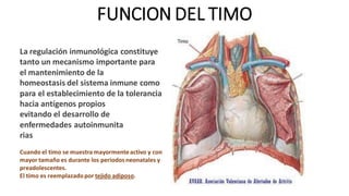 FUNCION DEL TIMO (2).pdf