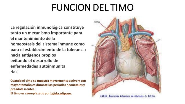 FUNCION DEL TIMO (2).pdf