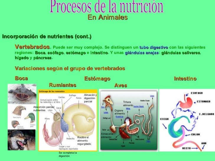 Funcion de nutricion Funcion de nutricion