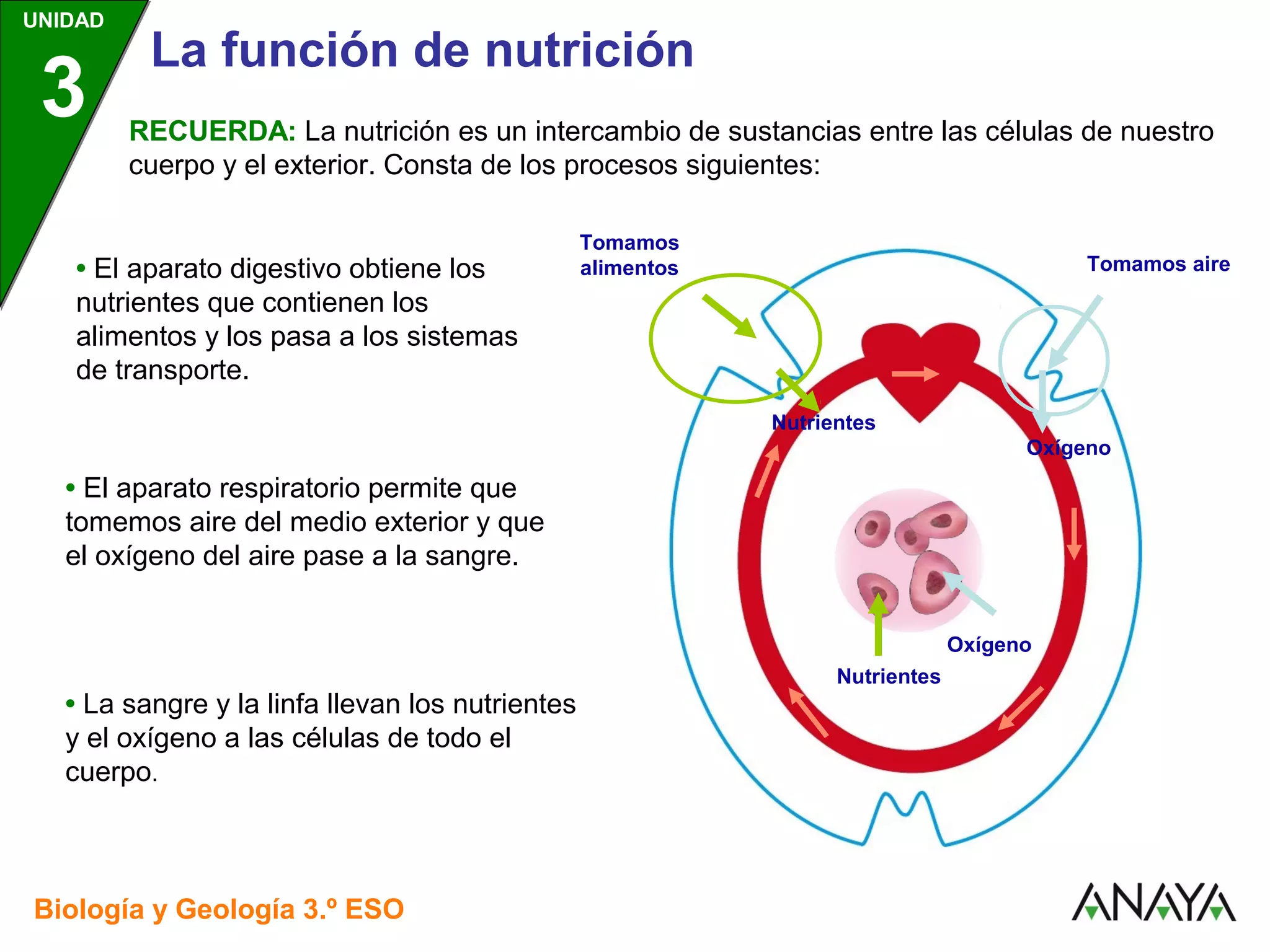 Funcion de nutricion | PPT