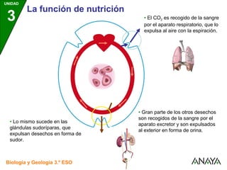 Funcion de nutricion | PPT