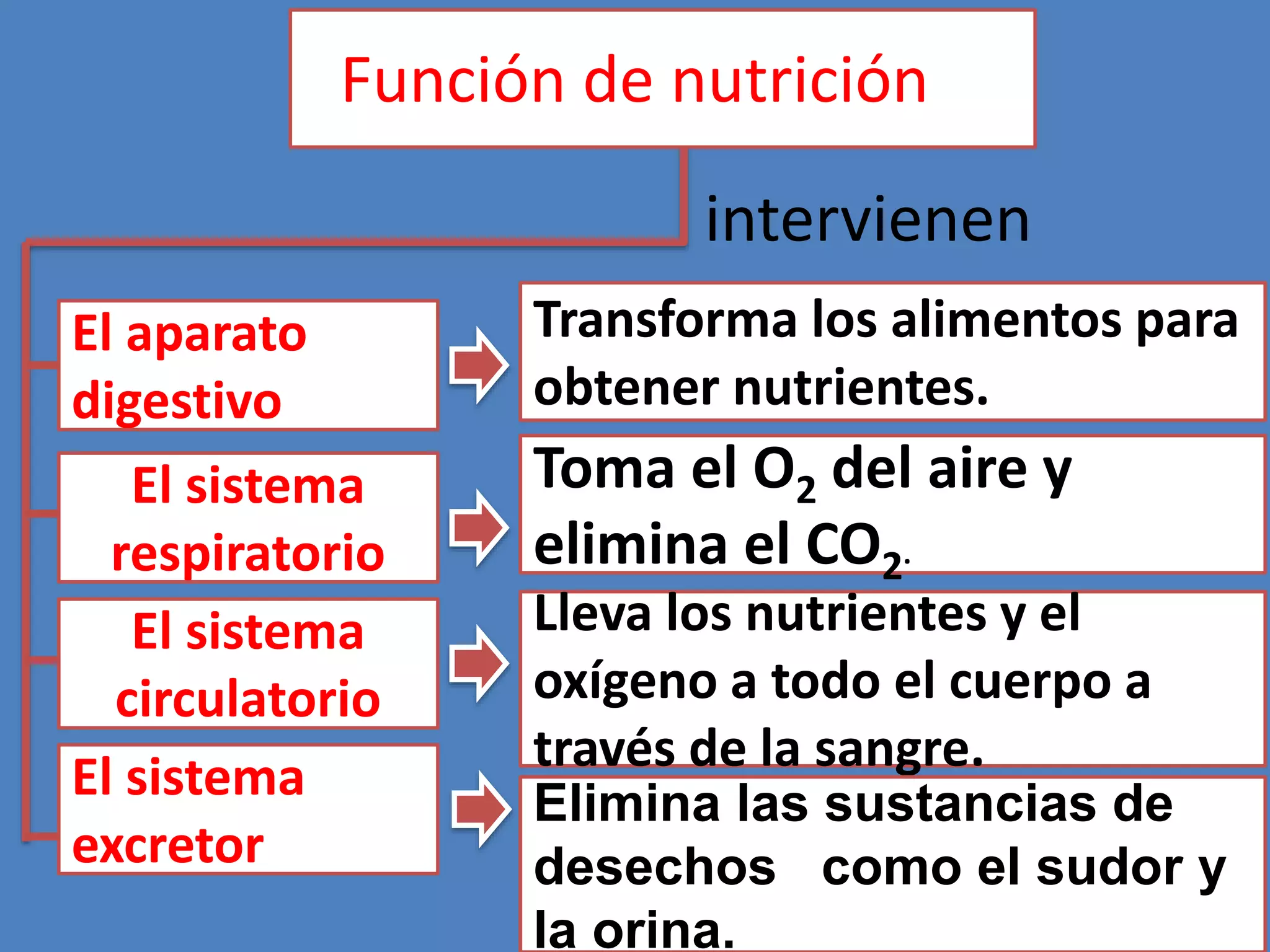 Funcion de nutricion | PPTX