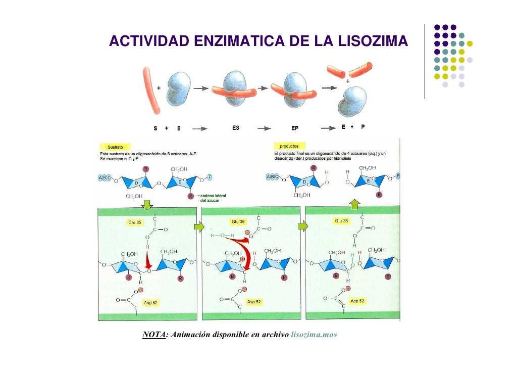 Funcion de proteinas_2011