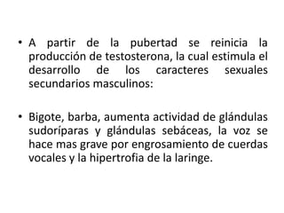 Funcion endocrian de los testículos. | PPTX