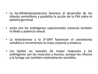 Funcion endocrian de los testículos. | PPTX