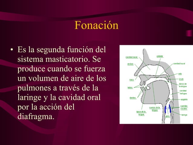 Funciones Del Aparato Masticatorio Innatos Y Aprendidos Funciones Del Aparato Masticatorio Innatos Y Aprendidos