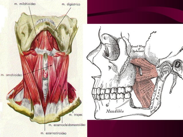 Funciones Del Aparato Masticatorio Innatos Y Aprendidos Funciones Del Aparato Masticatorio Innatos Y Aprendidos