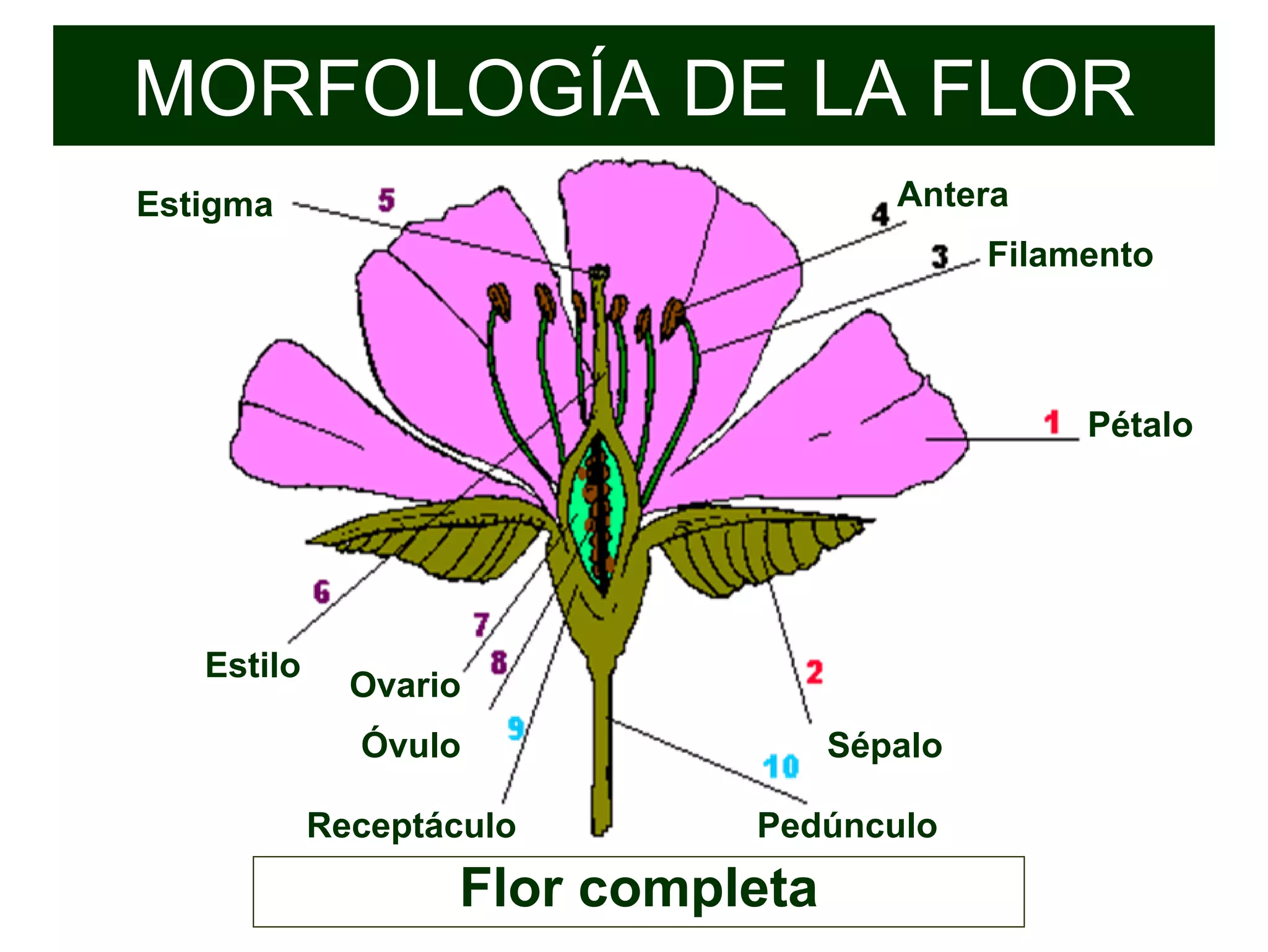 Funciones morfologia y tipos de flores-polinizacion | PDF