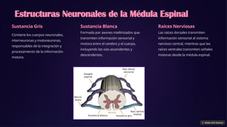 Funciones Motoras de la Medula-Espinal.pptx