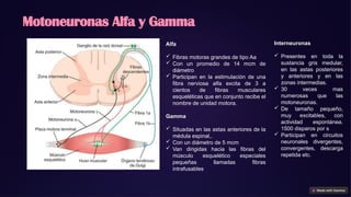 Funciones Motoras de la Medula-Espinal.pptx