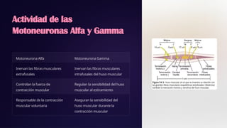Funciones Motoras de la Medula-Espinal.pptx
