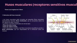 Funciones Motoras de la Medula-Espinal.pptx