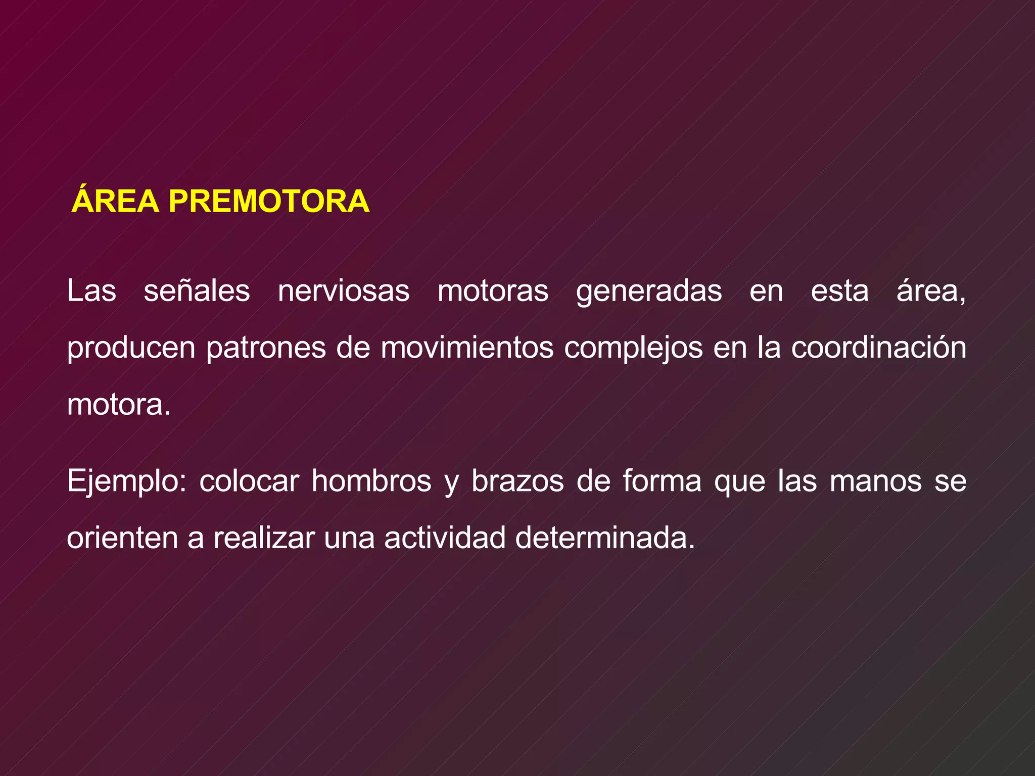 Funciones Motoras. Fisiologia | PPT