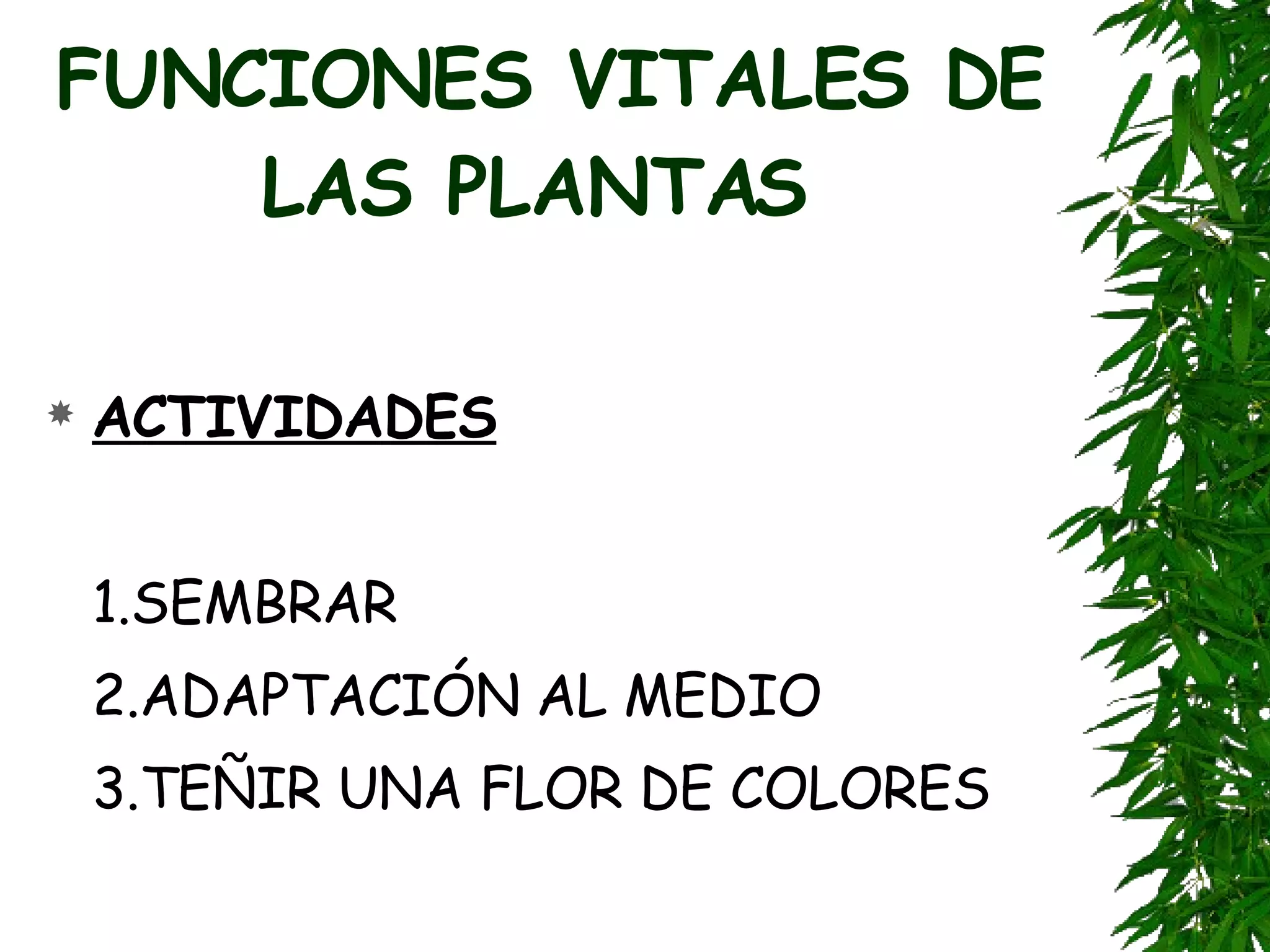 Funciones Vitales De Las Plantas | PPT