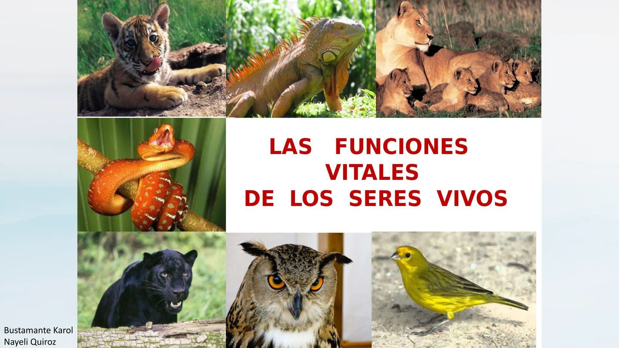 Funciones-vitales-de-los-seres-vivos diapositiva.pptx