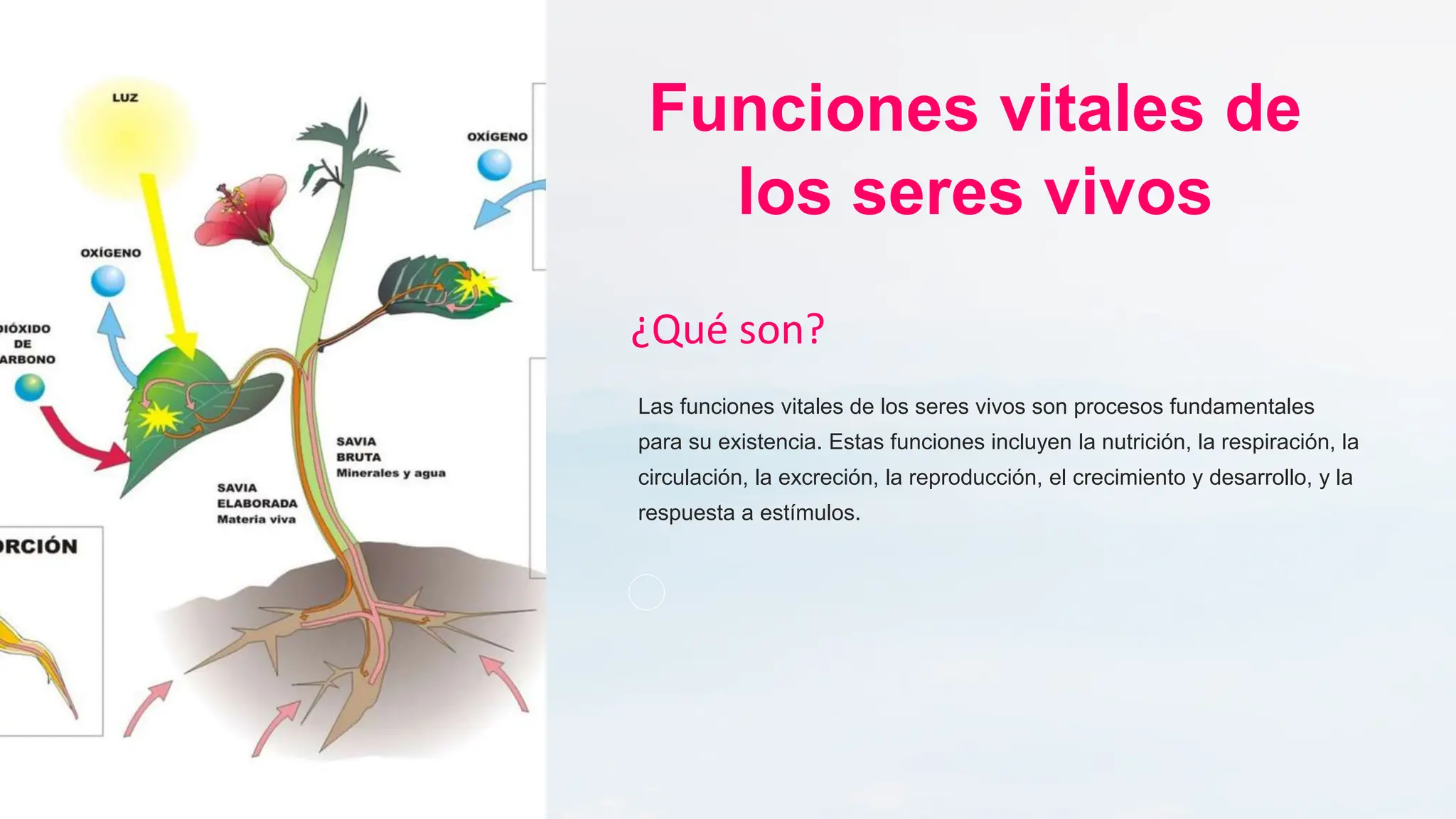Funciones-vitales-de-los-seres-vivos diapositiva.pptx