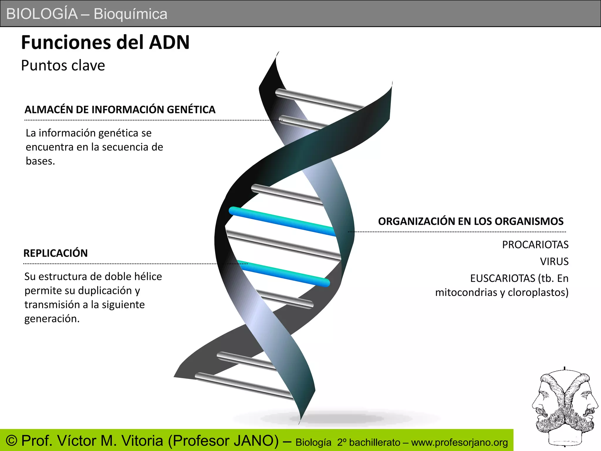 FUNCIONES DEL ADN | PPTX