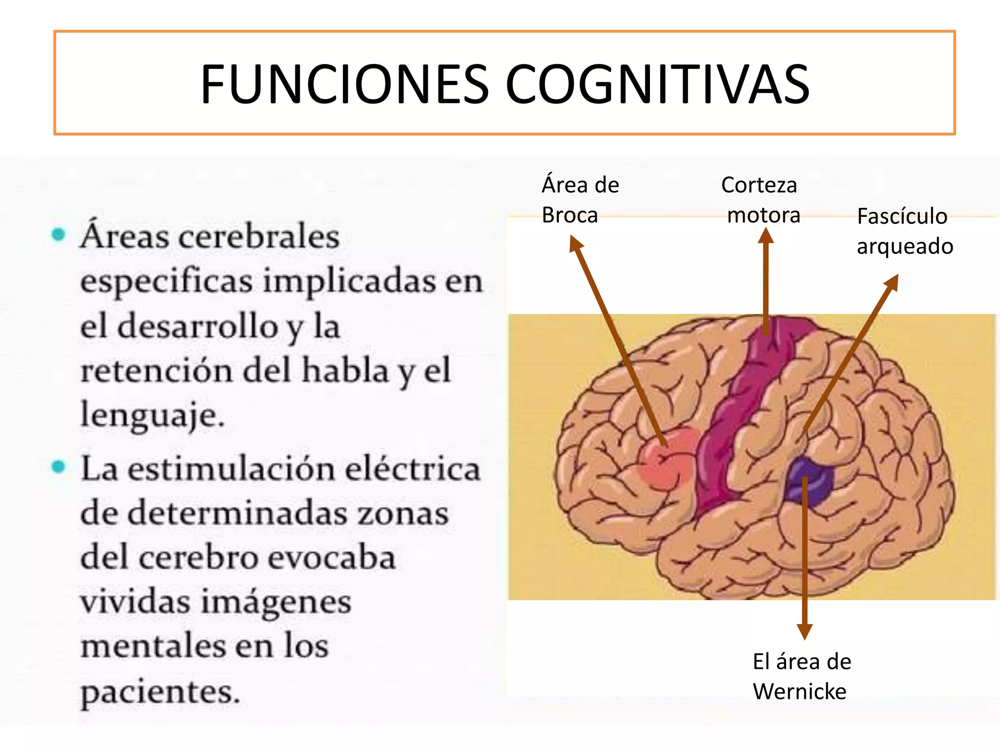 FUNCIONES COGNITIVAS | PPTX