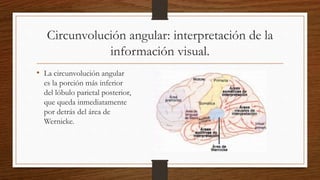 Funciones Corticales.pptx
