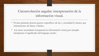 Funciones Corticales.pptx