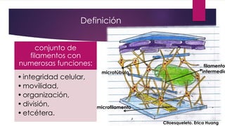 Membrana celular y el citoesqueleto | PDF