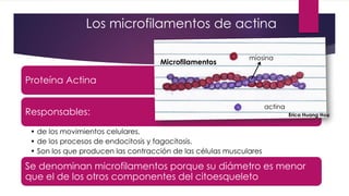 Membrana celular y el citoesqueleto | PDF