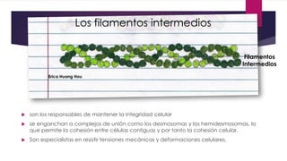 Membrana celular y el citoesqueleto | PDF