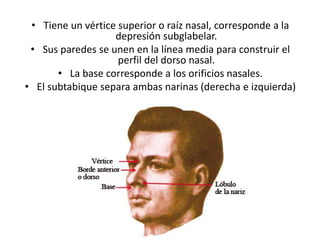 Funciones de la nariz | PPTX