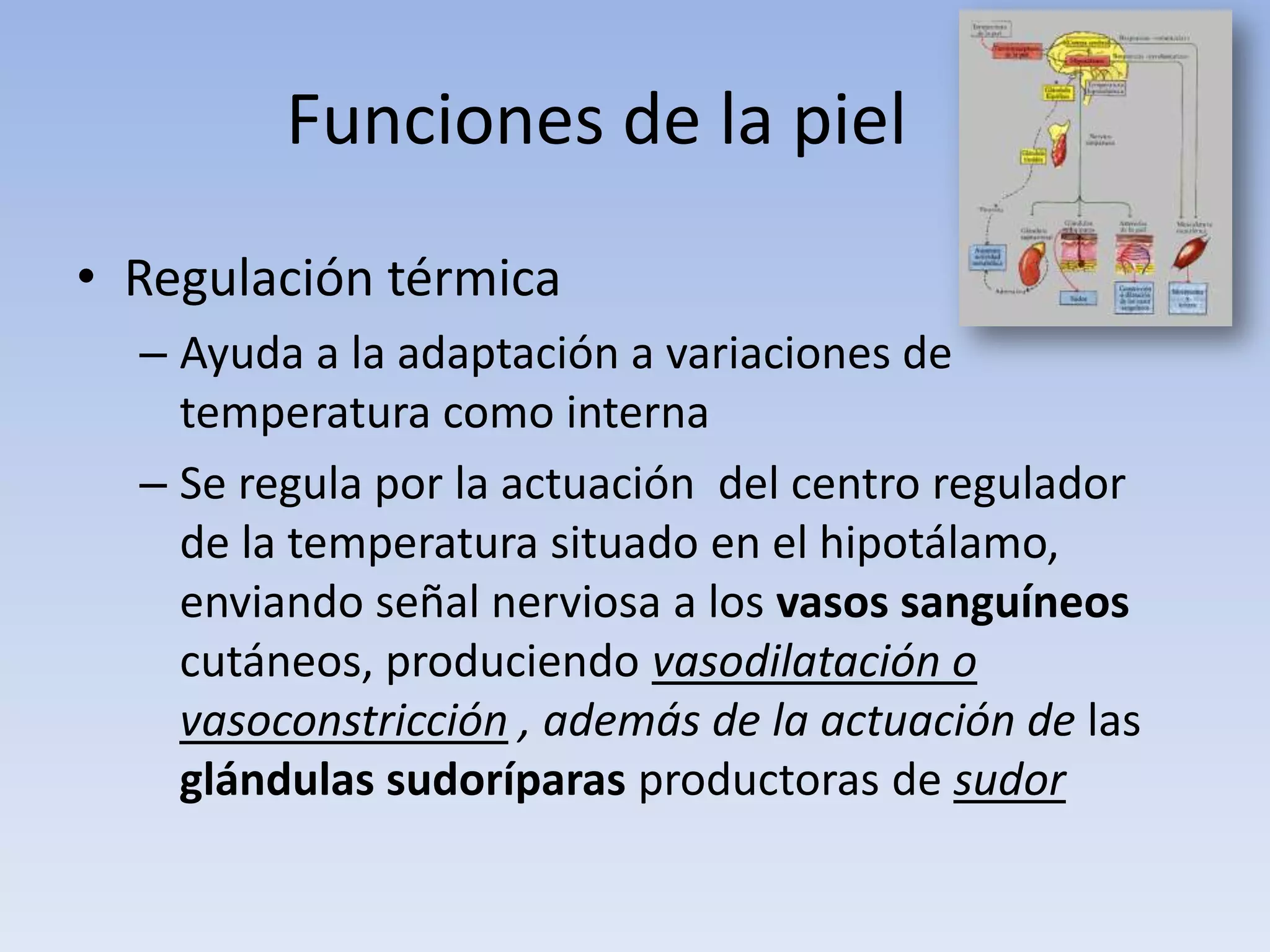 Funciones de la piel | PPTX