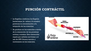 FUNCIONES DE LAS PROTEINAS-proteinas .pptx