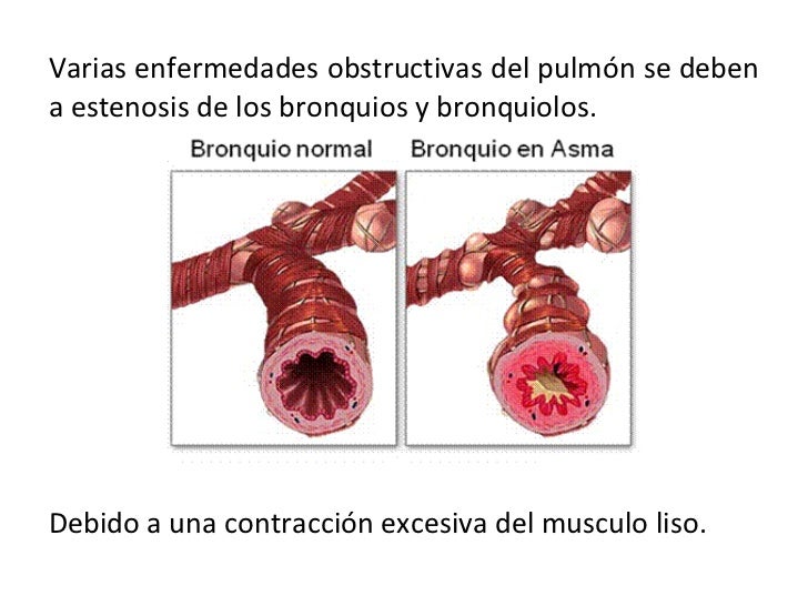 Funciones de las vias respiratorias
