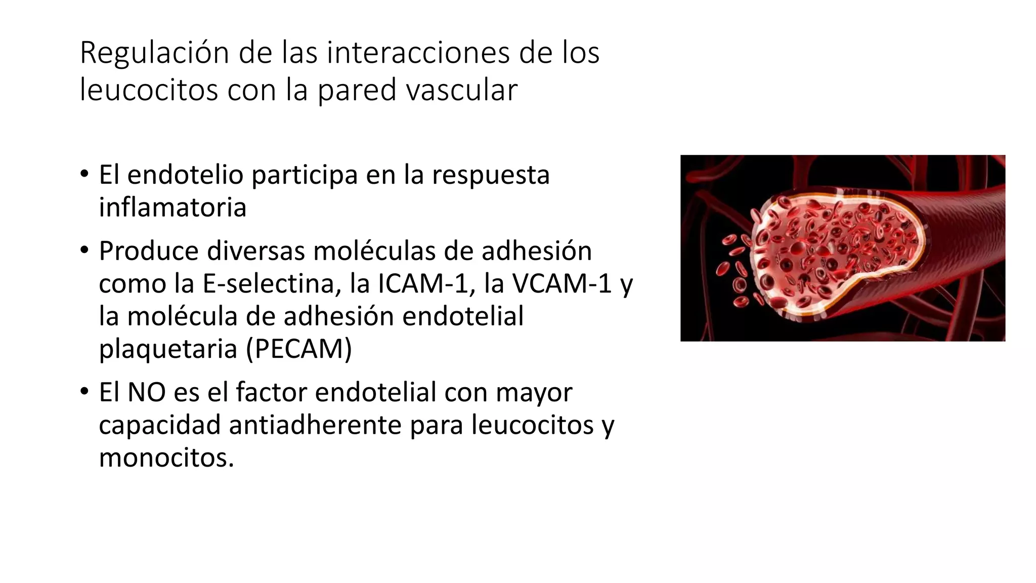 Funciones del endotelio vascular | PPTX