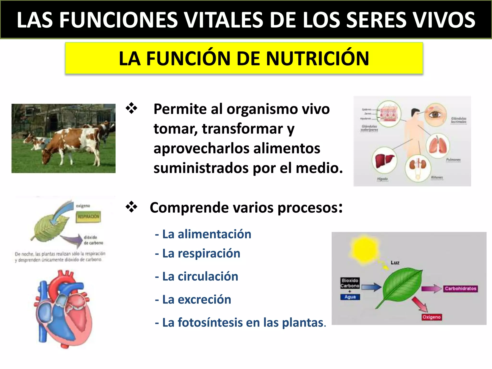 Funciones de los seres vivos. | PPTX