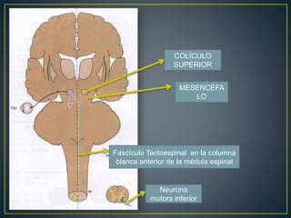 Funciones de los tractos descendentes | PPTX