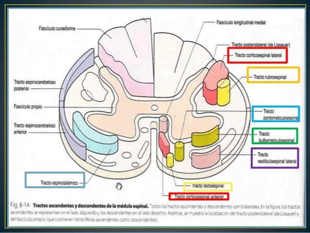 Funciones de los tractos descendentes